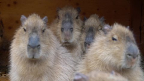 Capybara Family Cold Winter Stock Footage Video (100% Royalty-free ...