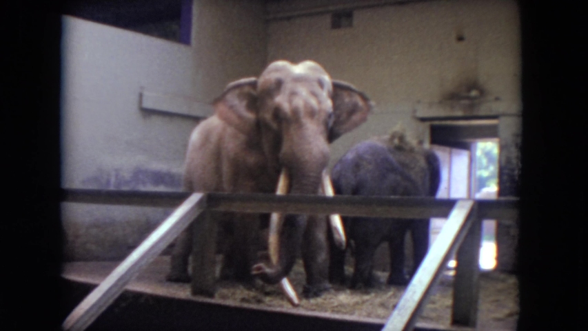 lincoln park illinois usa-1972 elephants zoo Stock Footage Video (100% ...
