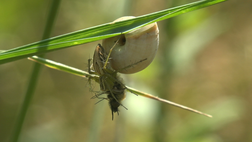 Snail in Spider Web image - Free stock photo - Public Domain photo ...