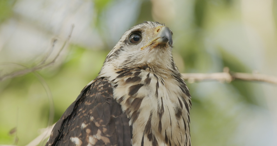 Grey Hawk closeup image - Free stock photo - Public Domain photo - CC0 ...