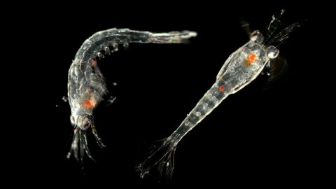 Plankton Zooplankton Atlantic Ocean Under Microscope Stock Footage ...