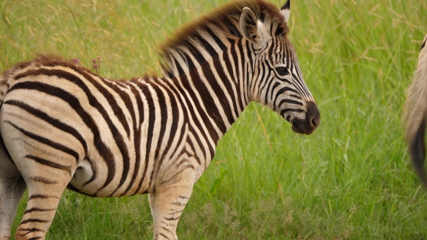 Zebras standing in the long grass image - Free stock photo - Public ...