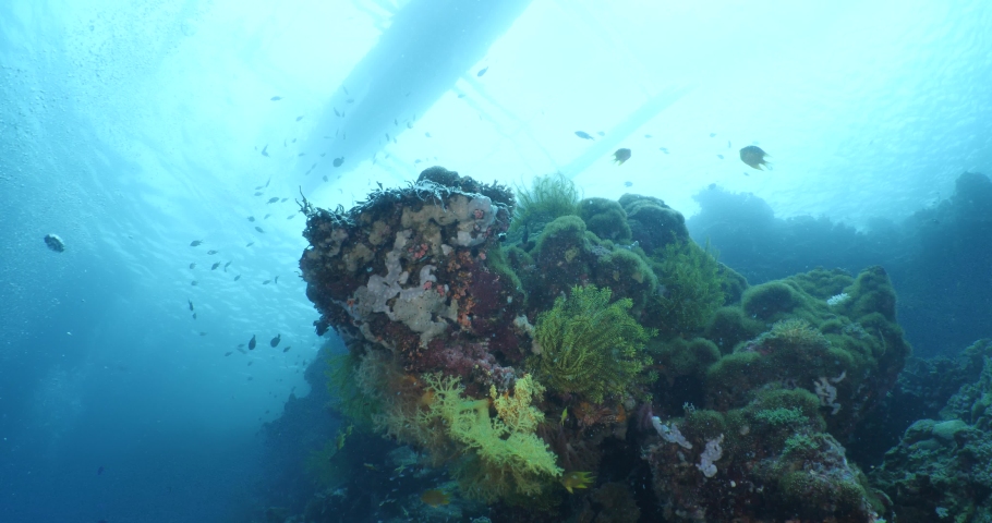 Vertebrate Diversity Stock Video Footage - 4K and HD Video Clips ...