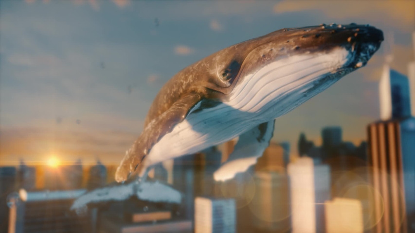 「Whale Flies in the Dramatic」の動画素材（ロイヤリティフリー）1046898478 | Shutterstock