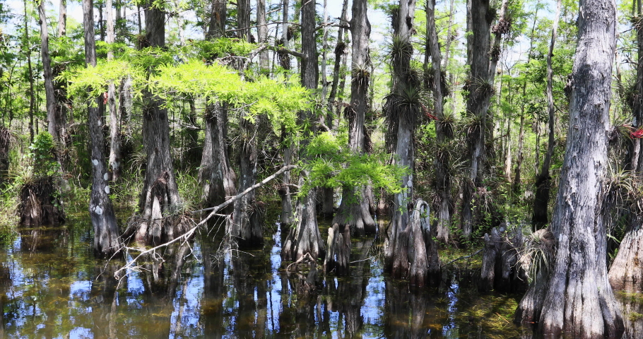 Marshes at Everglades National Park, Florida image - Free stock photo ...