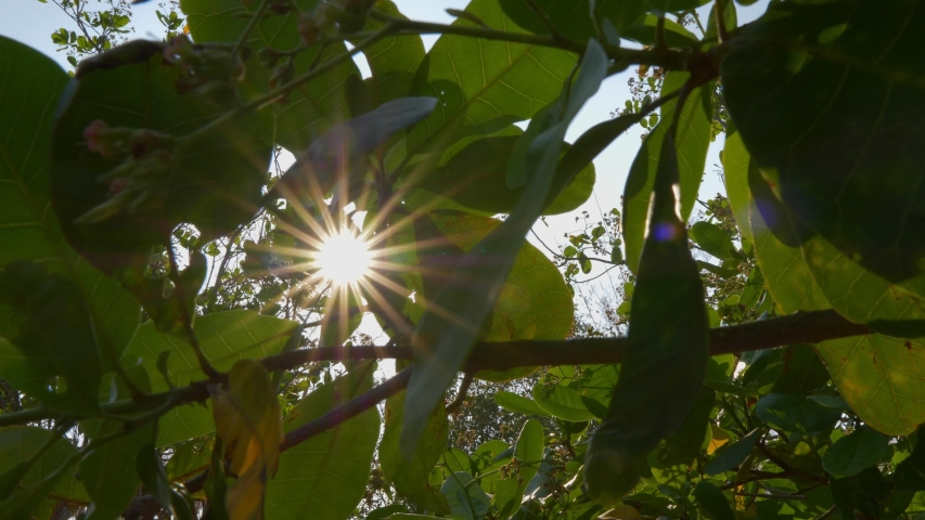 Cashew Nut Tree image - Free stock photo - Public Domain photo - CC0 Images