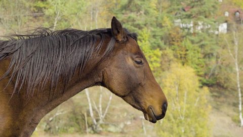 Male Virile Masculine Young Horse His Stock Photo (Edit Now) 1326409943