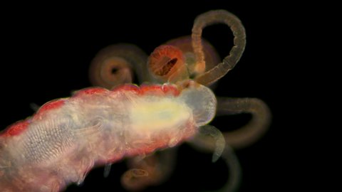 Worm Proceraea Sp Under Microscope Syllidae Stock Footage Video (100% ...