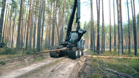 Mechanical Harvester Chopping Tree Deforestation Forest Stock Footage ...