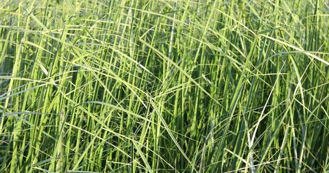 Cyperus Difformis Grass Plant Blowing Wind Stock Footage Video (100% ...