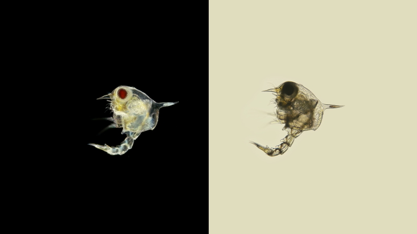 Crab Larva Under Microscope Called Zoea Stock Footage Video (100% ...