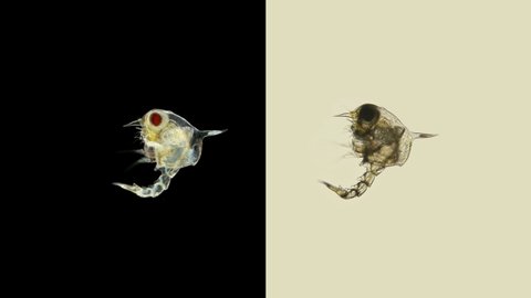 Crab Larva Under Microscope Called Zoea Stock Footage Video (100% ...