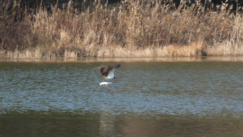 Freshwater Food Chain Stock Video Footage - 4K and HD Video Clips ...