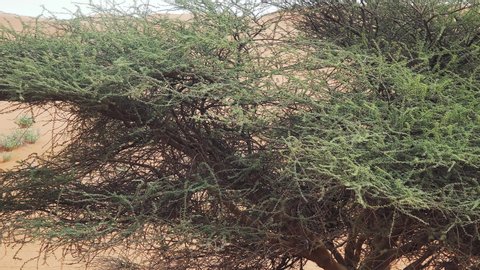 Salam Tree Acacia Ehrenbergiana Growing Sand Stock Footage Video (100% ...