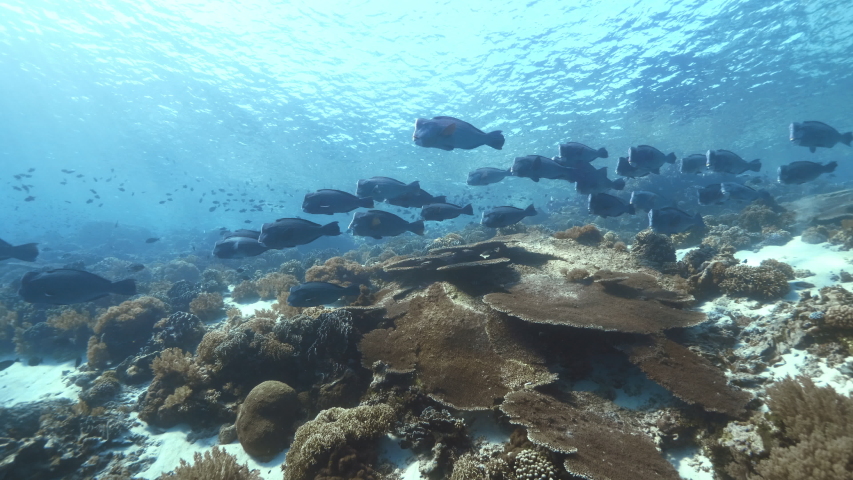 Bump Head Parrot Fish Stock Video Footage - 4K and HD Video Clips ...