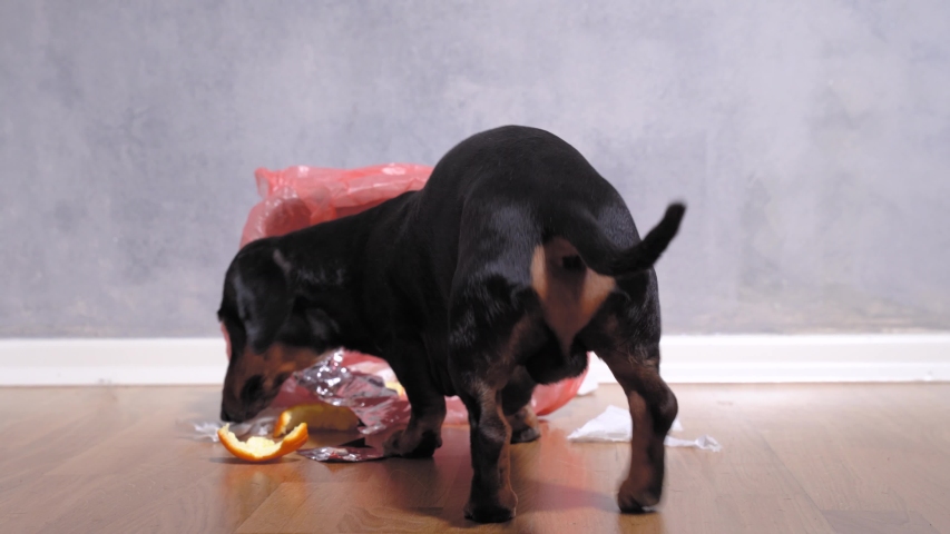 Inverted Dog Stock Video Footage - 4K and HD Video Clips | Shutterstock