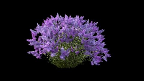 Bunch Flowers Flower Bush Blowing Wind Stock Footage Video (100% ...