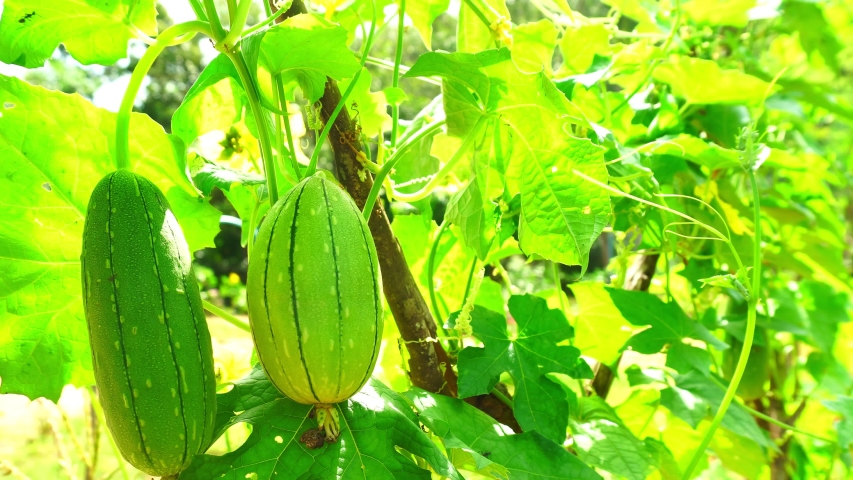 Loofah tree Stock Video Footage - 4K and HD Video Clips | Shutterstock