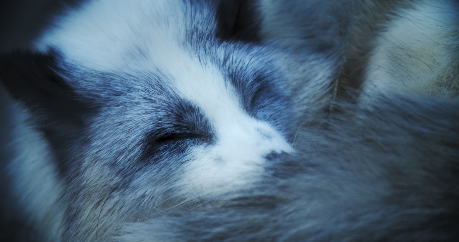 Curled Up Fox image - Free stock photo - Public Domain photo - CC0 Images