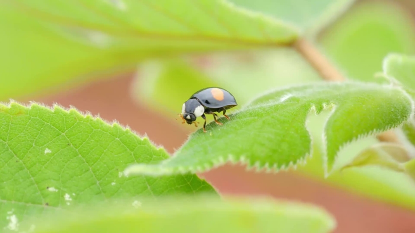 Small yellow spotted beetle on leaf image - Free stock photo - Public ...