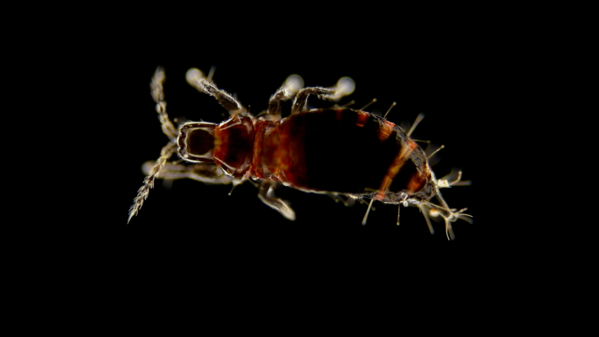 39 Thrips flower Stock Video Footage - 4K and HD Video Clips | Shutterstock