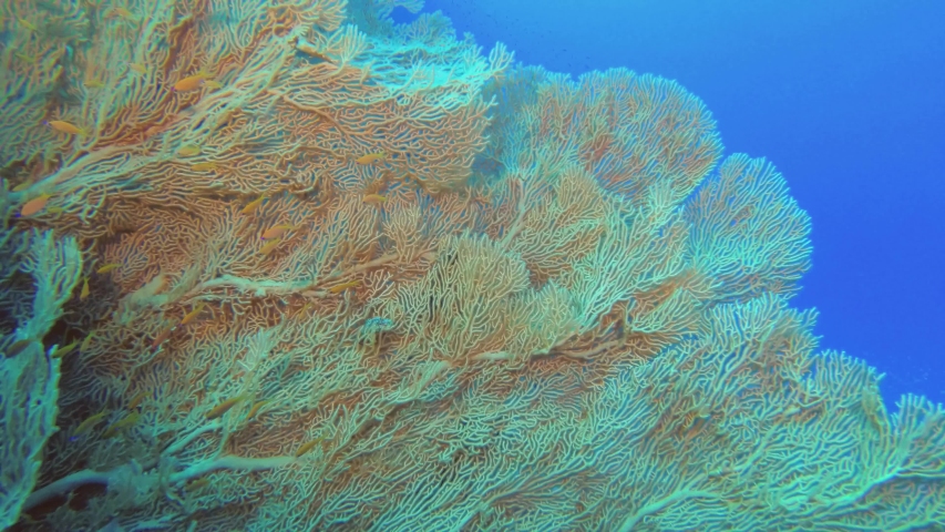 Molly Stock Video Footage - 4K and HD Video Clips | Shutterstock