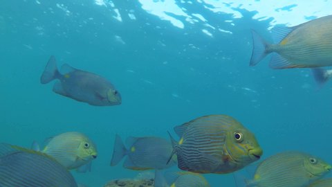 School Goldenlined Spinefoot Siganus Lineatus Swim Stock Footage Video ...