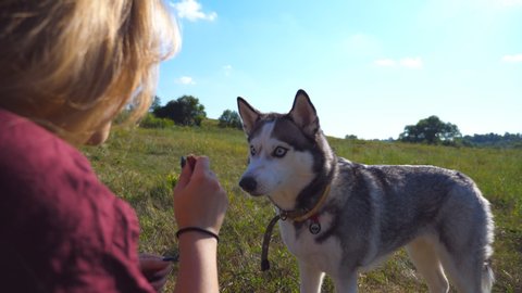 siberian husky licking female owner girl Stock Footage Video (100% ...