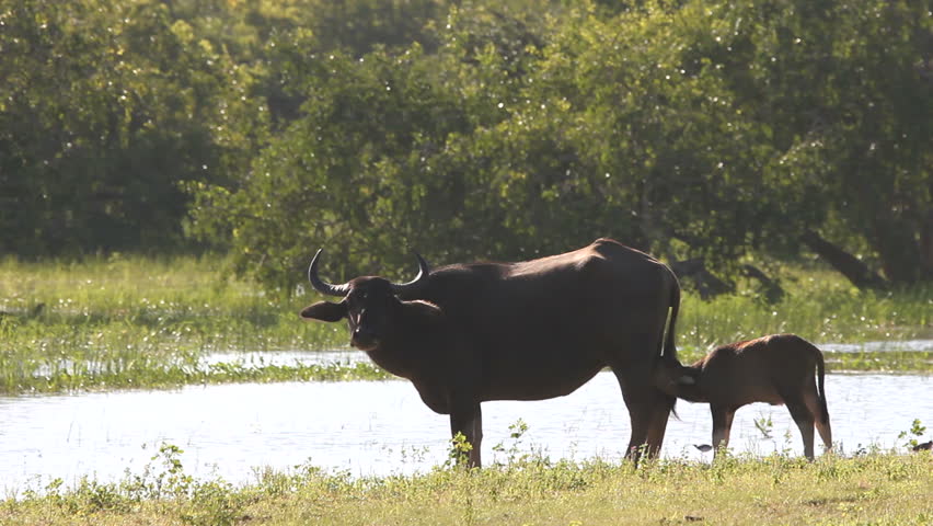 Wild Buffalo Stock Footage Video (100% Royalty-free) 1047388 | Shutterstock