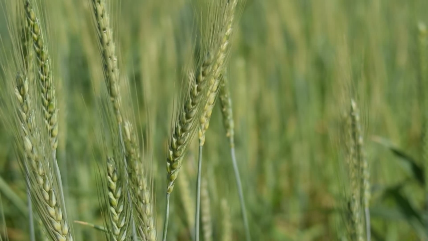 Common Wheat, also Known as Stock Footage Video (100% Royalty-free ...