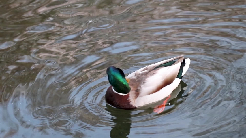 Close Up Of a Duck in Water image - Free stock photo - Public Domain ...