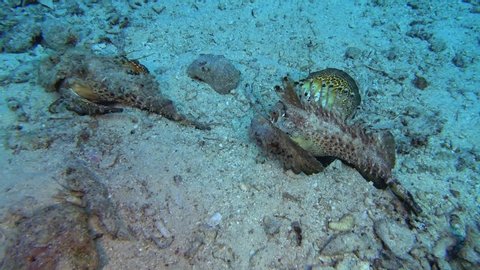 Two Red Sea Walkman Fish Stock Footage Video (100% Royalty-free ...