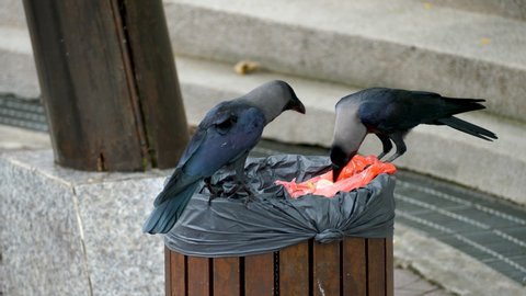 Flock Crows Eating Garbage Trash Bin Stock Footage Video (100% Royalty ...