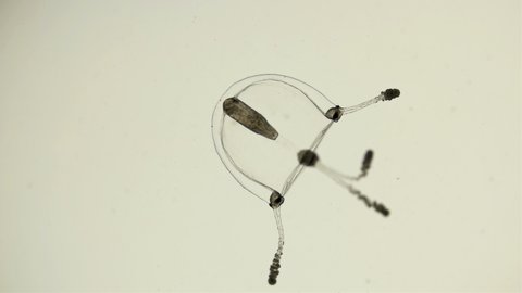 Corynidae Family Jellyfish Under Microscope Phylum Stock Footage Video ...