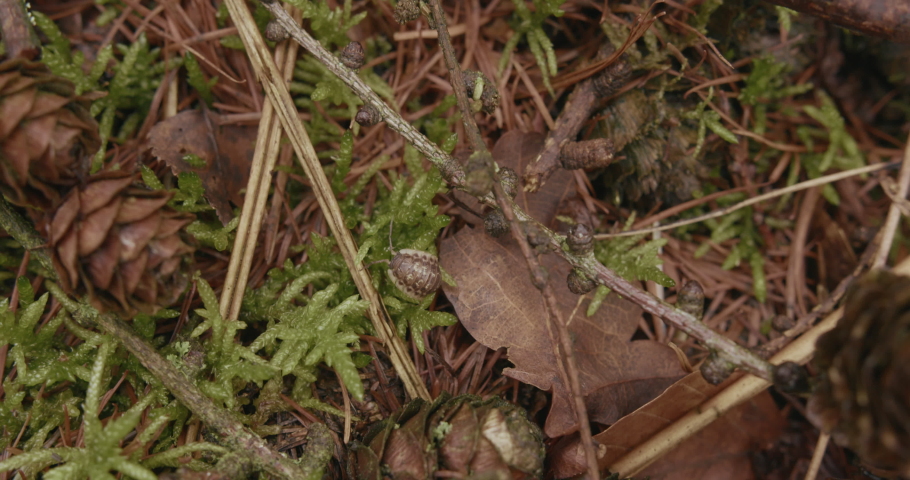 Leafy Autumn forest floor image - Free stock photo - Public Domain ...