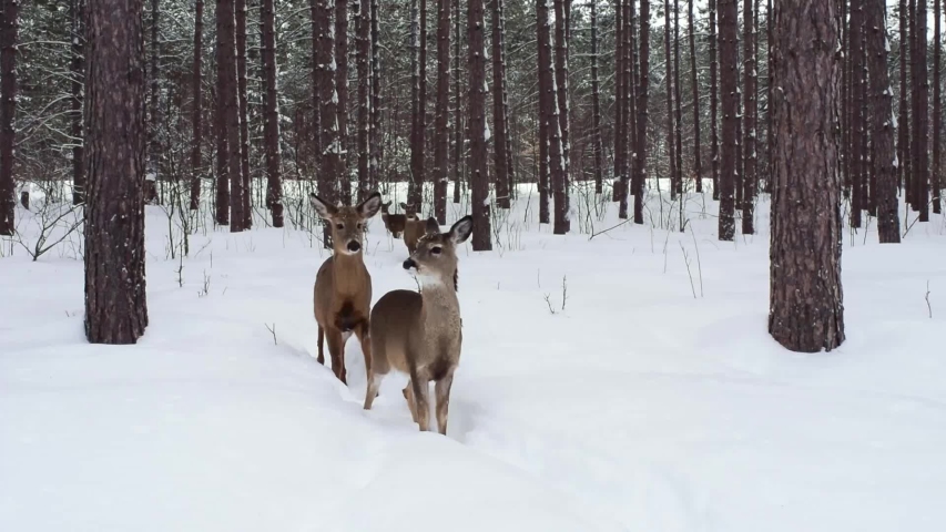 Deer Trails Stock Video Footage - 4K and HD Video Clips | Shutterstock