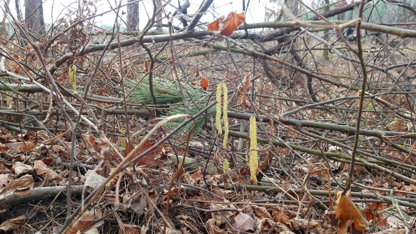 Birch Seed Pods Stock Video Footage - 4K and HD Video Clips | Shutterstock