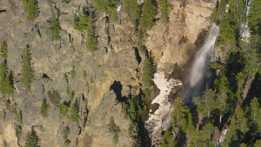 Trees on the Canyon at Yellowstone National Park image - Free stock ...