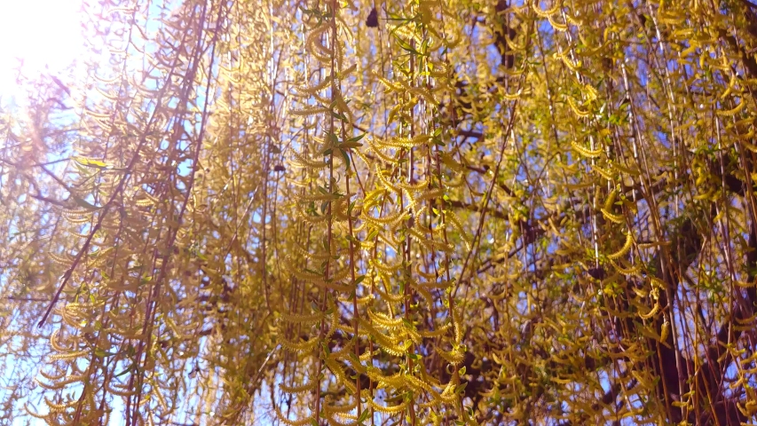 Spring Willow in Bloom image - Free stock photo - Public Domain photo ...