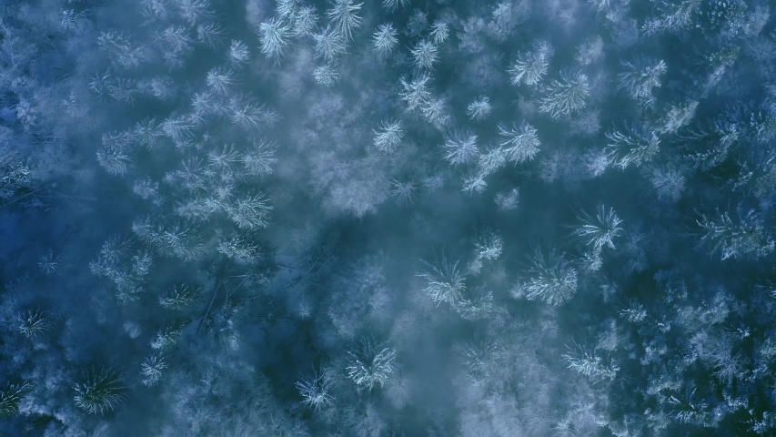 Trees in the snowy mist image - Free stock photo - Public Domain photo ...