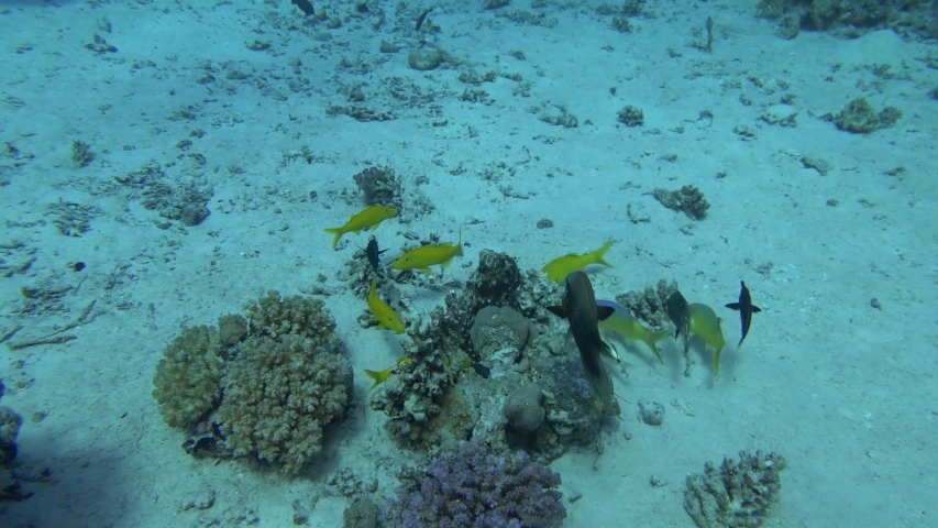 Octopus eating a fish in the deep sea image - Free stock photo - Public ...
