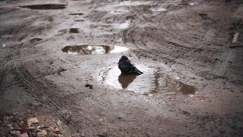 pigeon splashes muddy puddle he runs Stock Footage Video (100% Royalty ...