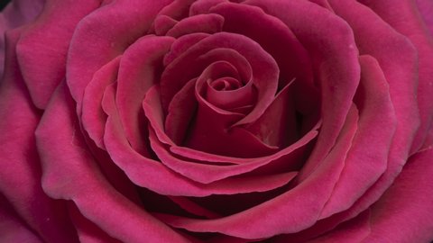 beautiful opening pink rose petals Stock Footage Video (100% Royalty ...