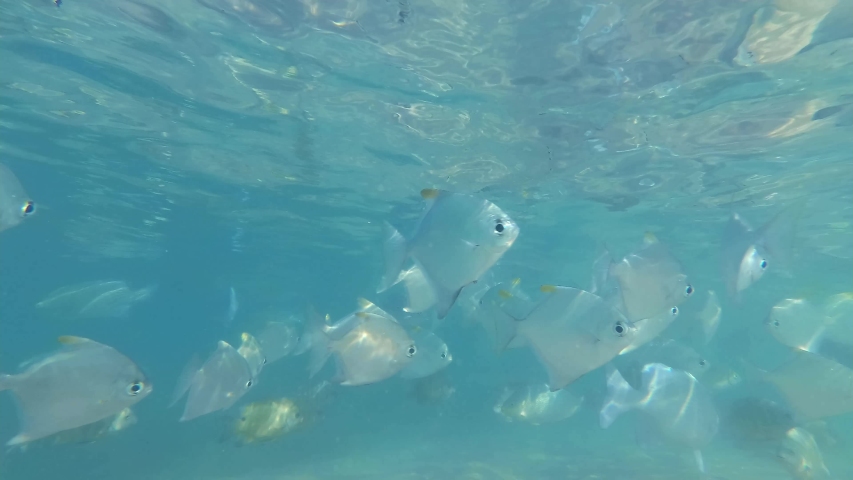 Moonfish image - Free stock photo - Public Domain photo - CC0 Images