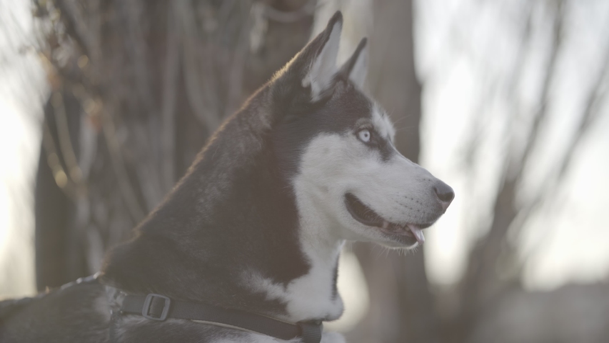 beautiful siberian husky dog posing camera Stock Footage Video (100% ...