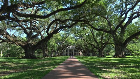 Savannah Georgia Usa Oak Tree Lined Stock Photo 244366837 | Shutterstock