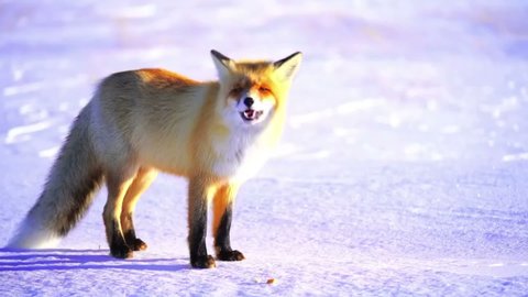 Fox On Ice Surface Stock Footage Video (100% Royalty-free) 1048156408 ...