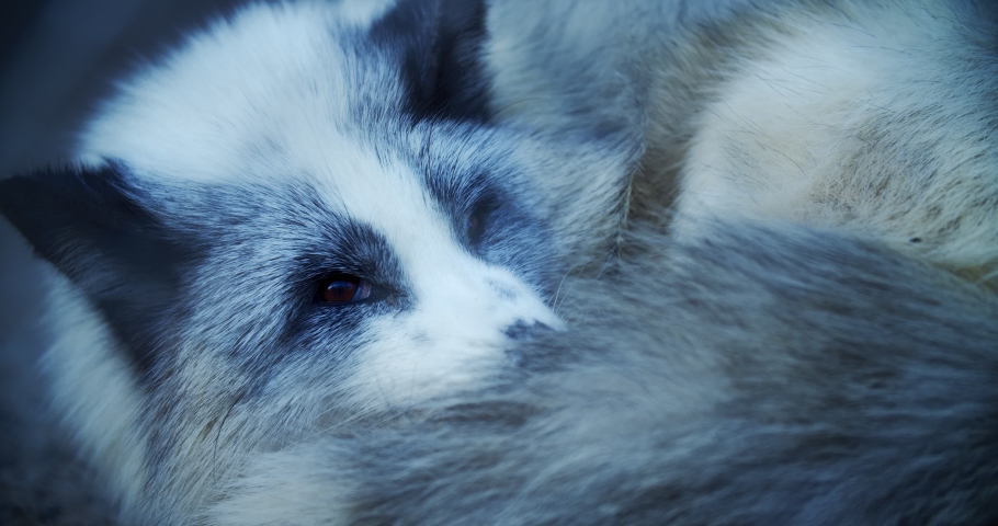 Curled Up Fox image - Free stock photo - Public Domain photo - CC0 Images