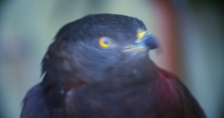 Falcon staring image - Free stock photo - Public Domain photo - CC0 Images