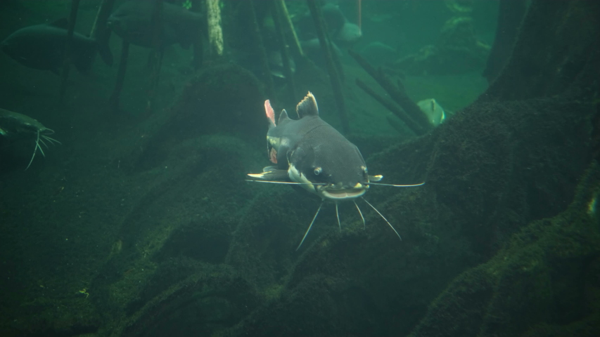 red-tailed catfish phractocephalus hemioliopterus aquarium Stock ...